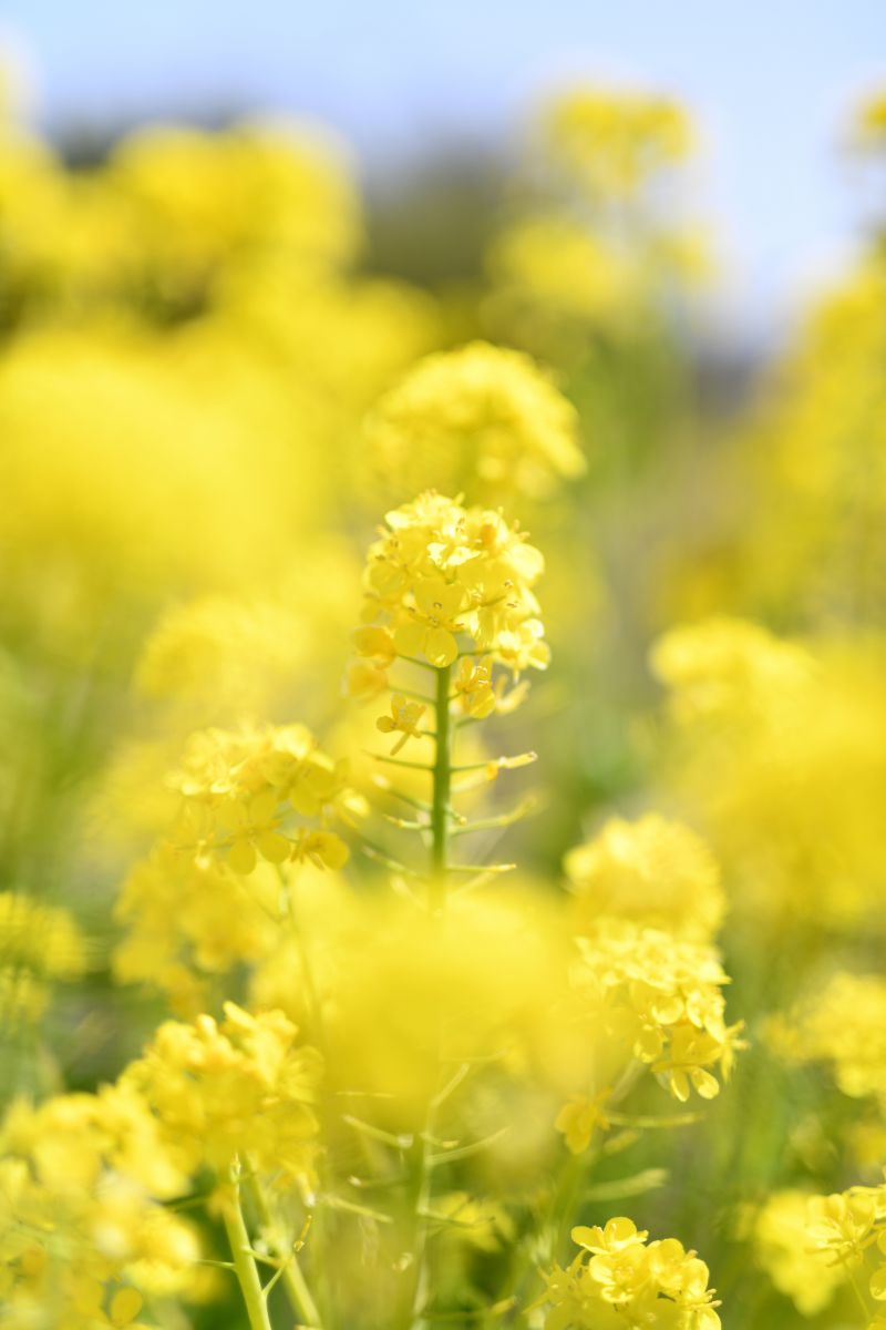 Yellow♪♪ | GANREF