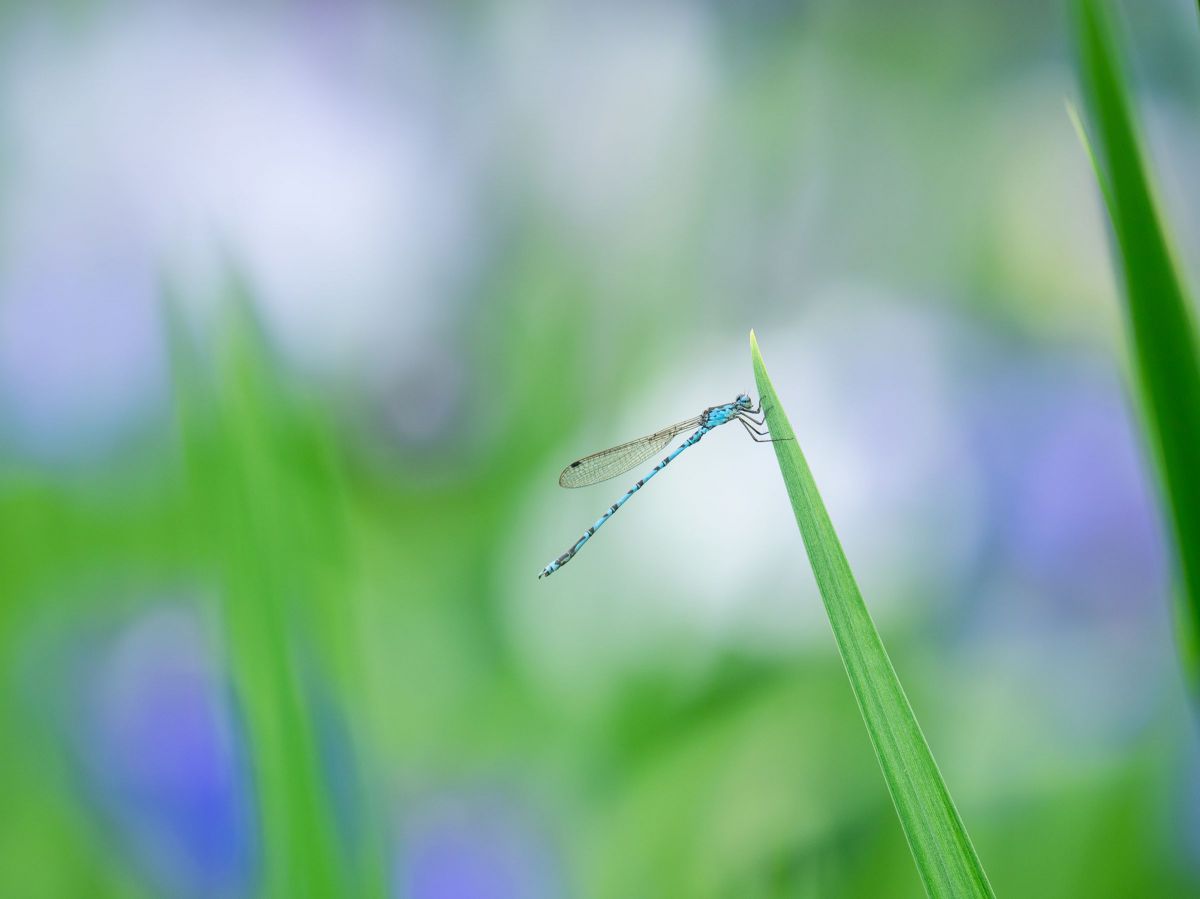 turquoise blue・・ | GANREF