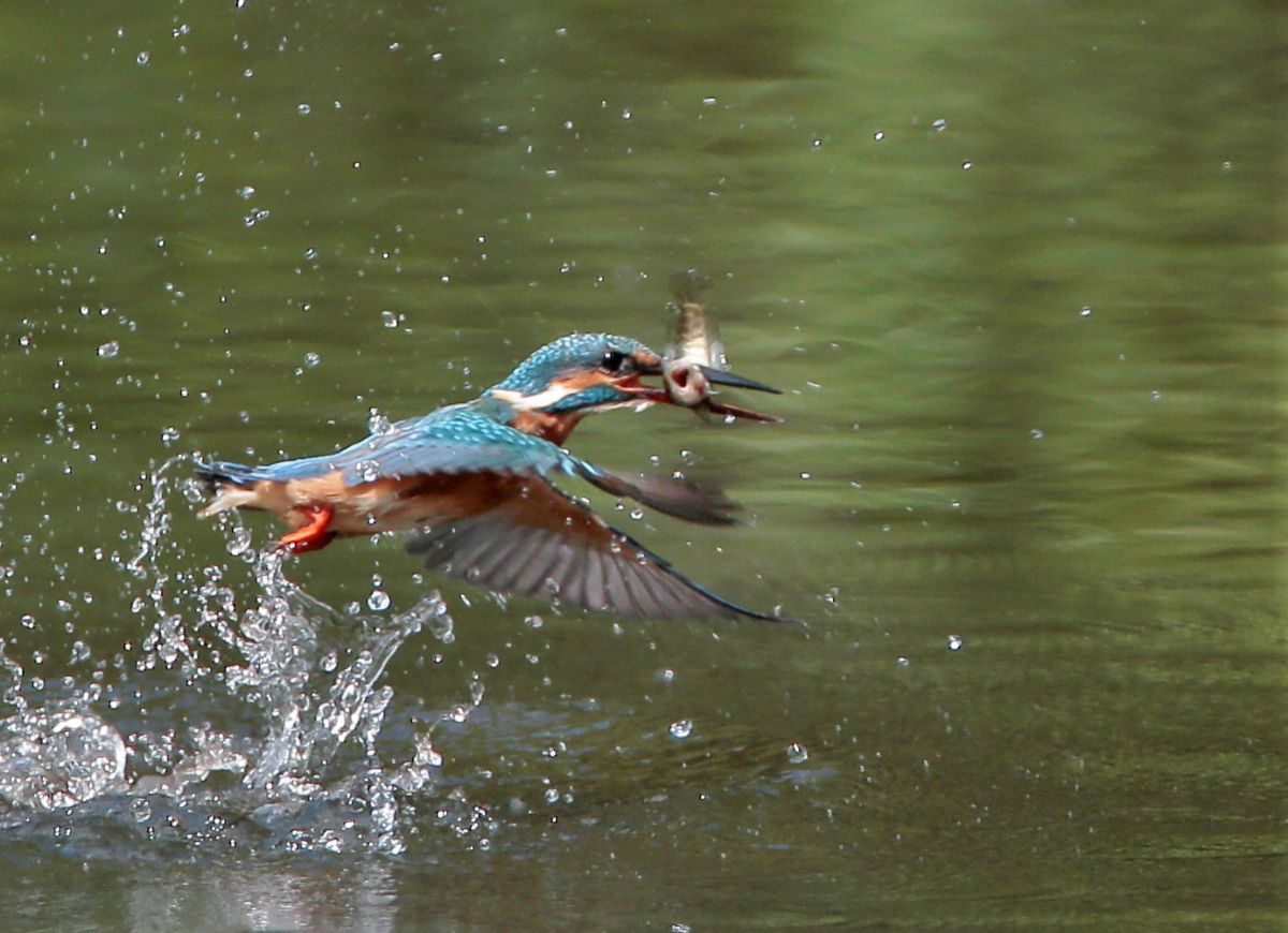 カワセミ2024 | GANREF