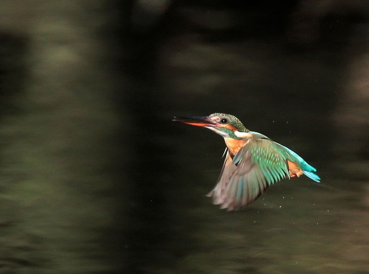 カワセミ1815 | GANREF