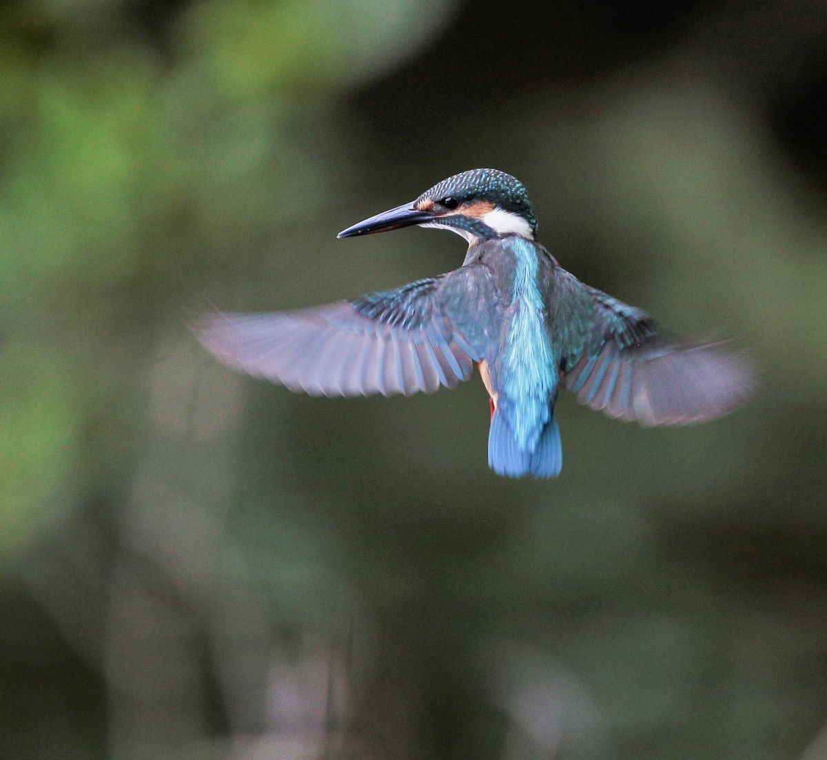 カワセミ2026 | GANREF