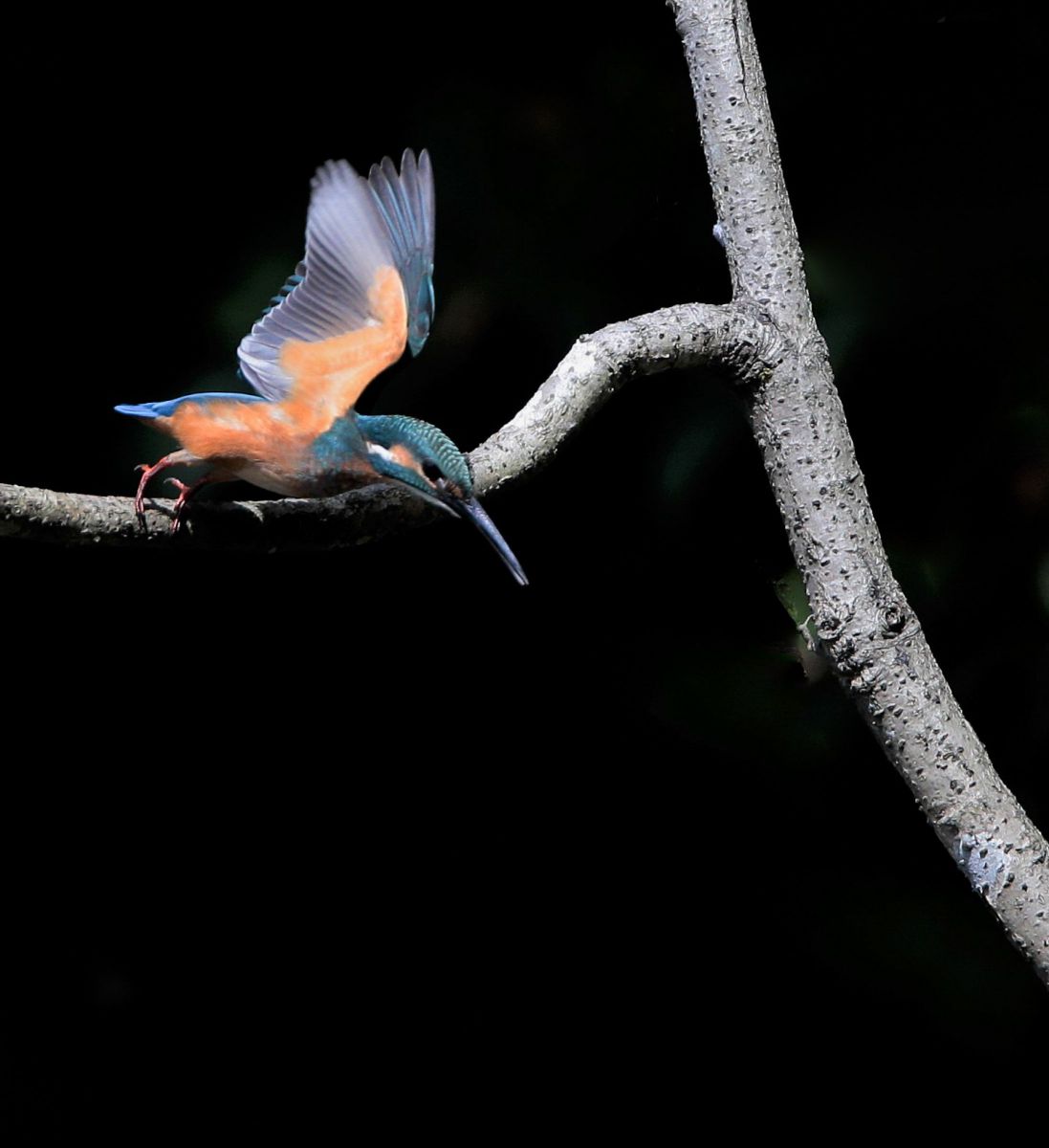 カワセミ2015 | GANREF