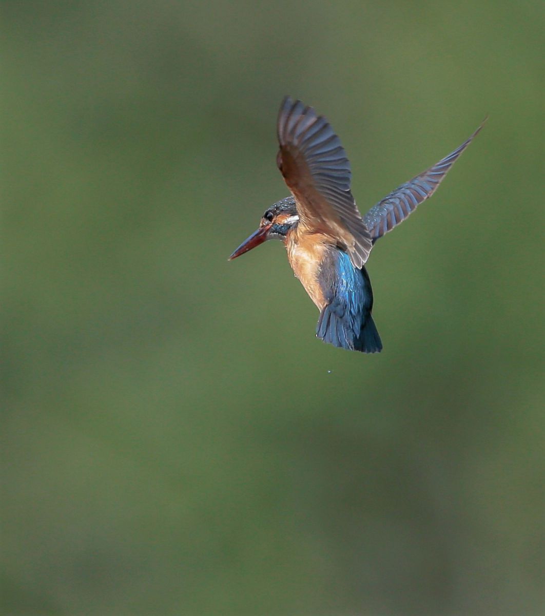 カワセミ1700 | GANREF