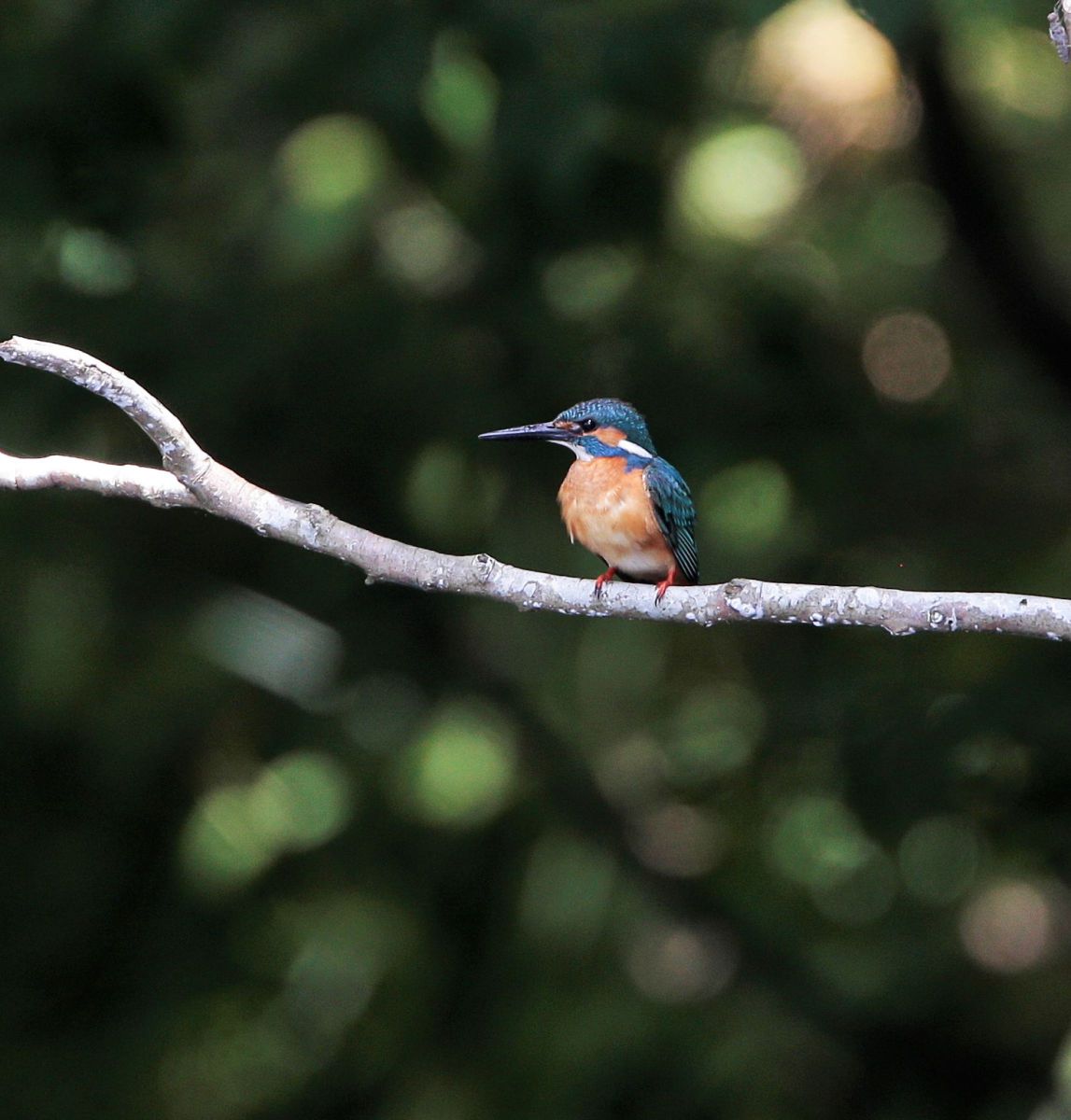 カワセミ1967 | GANREF