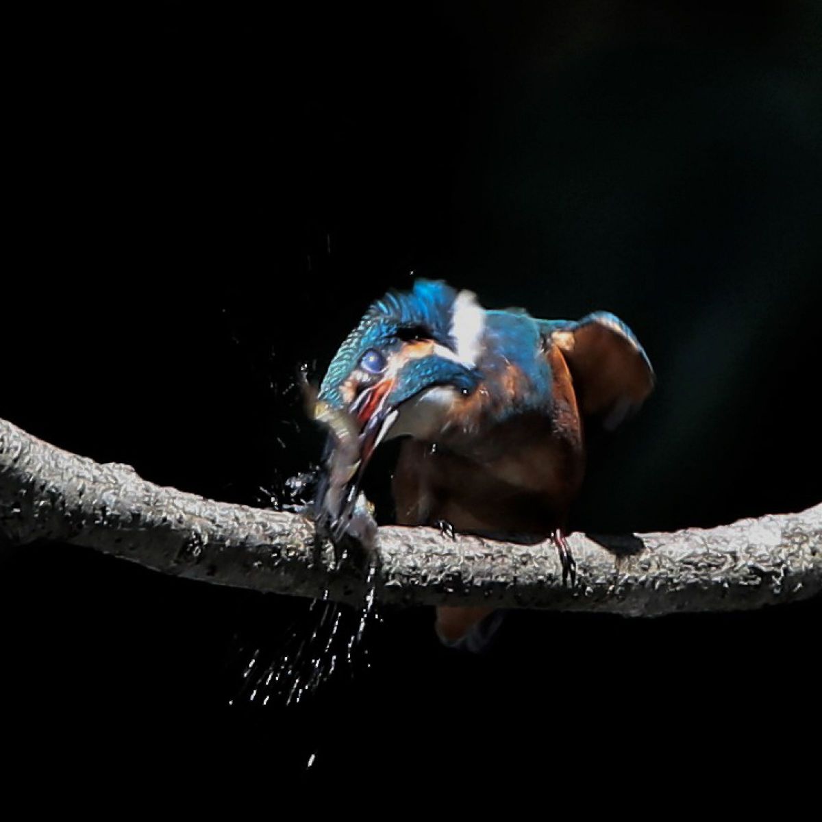 カワセミ2010 | GANREF