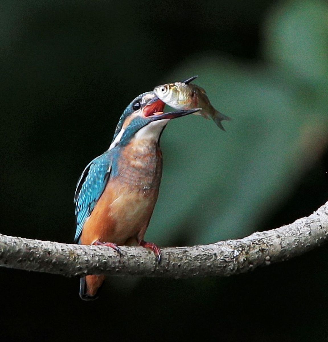 カワセミ2016 | GANREF