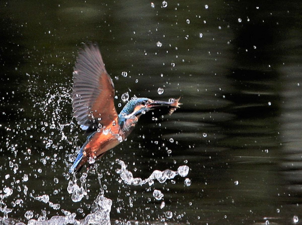 カワセミ2013 | GANREF