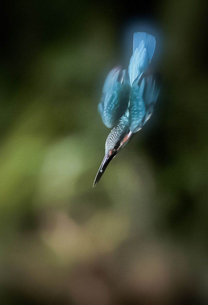 カワセミ2020 | GANREF