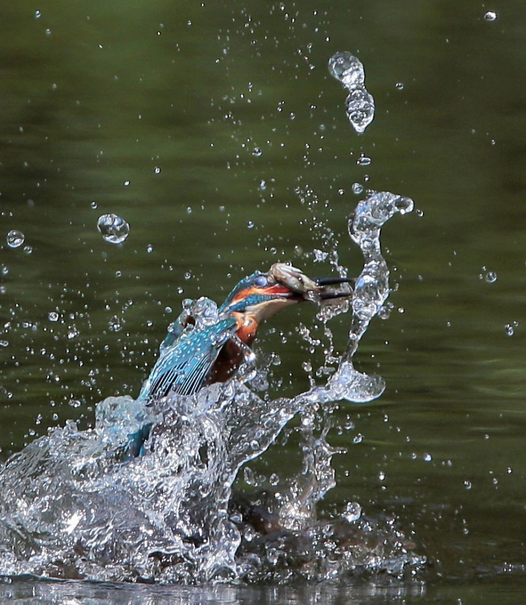 カワセミ2022 | GANREF