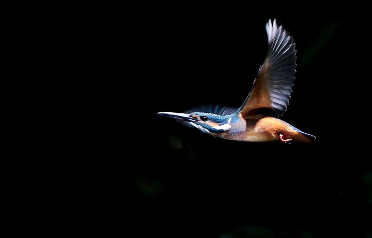 カワセミ2007 | GANREF