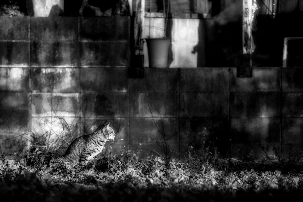 (ФωФ) B/W | GANREF