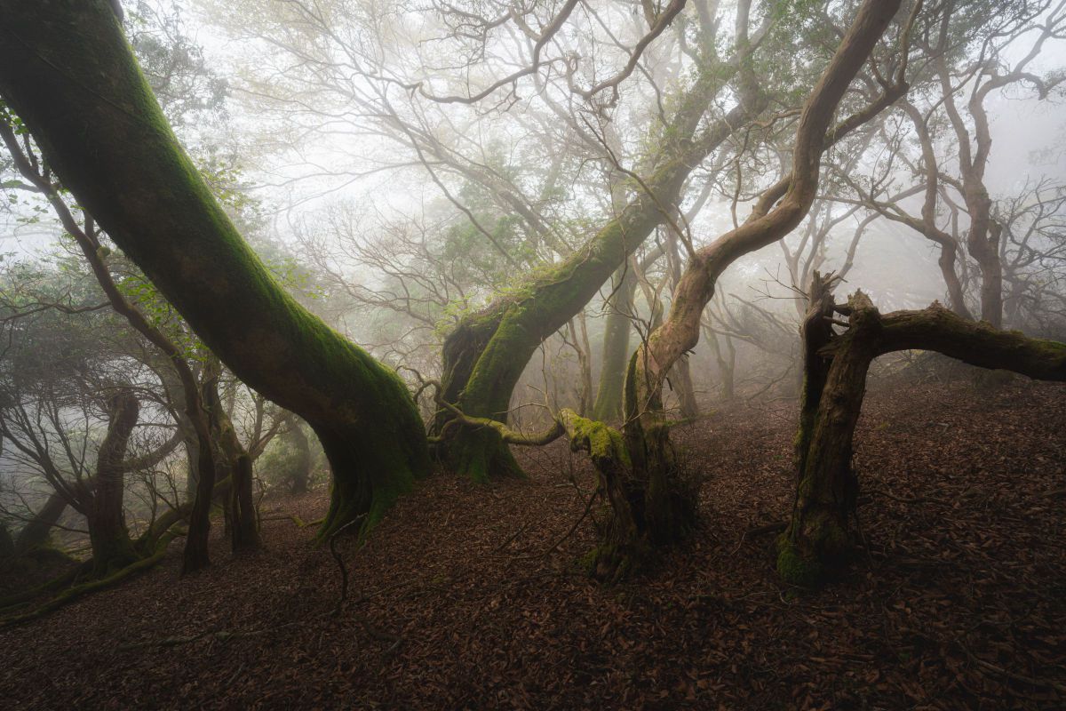 Dignity of the King | GANREF