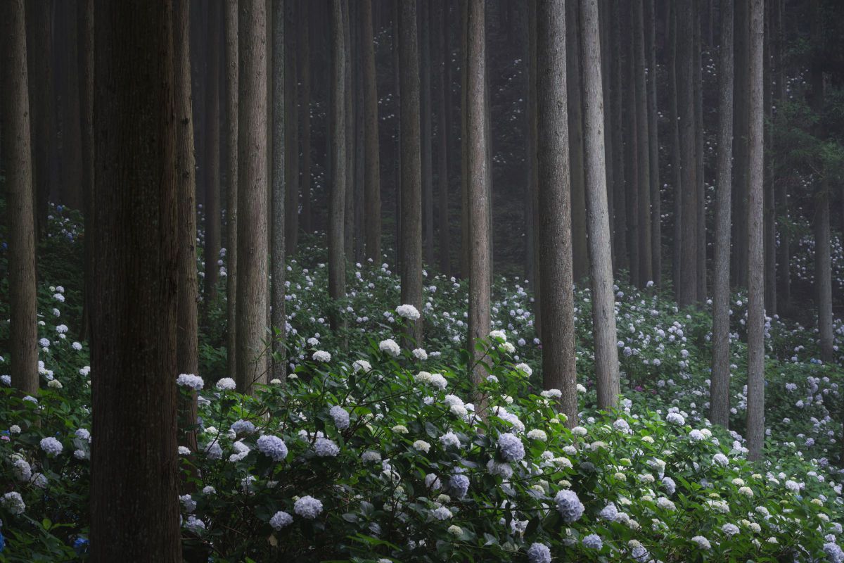 Hydrangea Garden | GANREF
