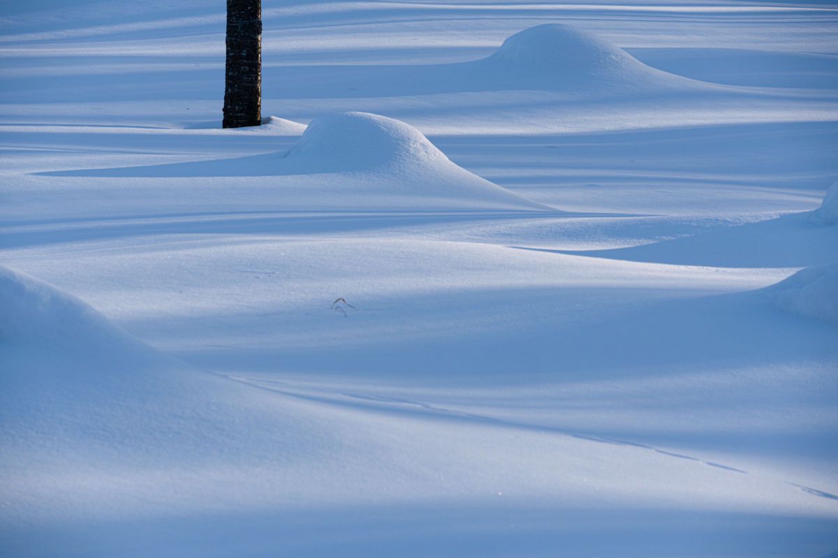 Shadow Lines | GANREF