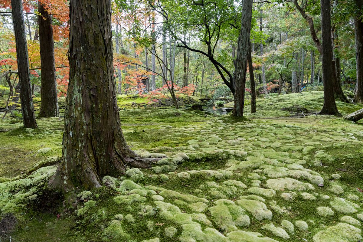 Project [52 Weeks] : Week Forty One | GANREF