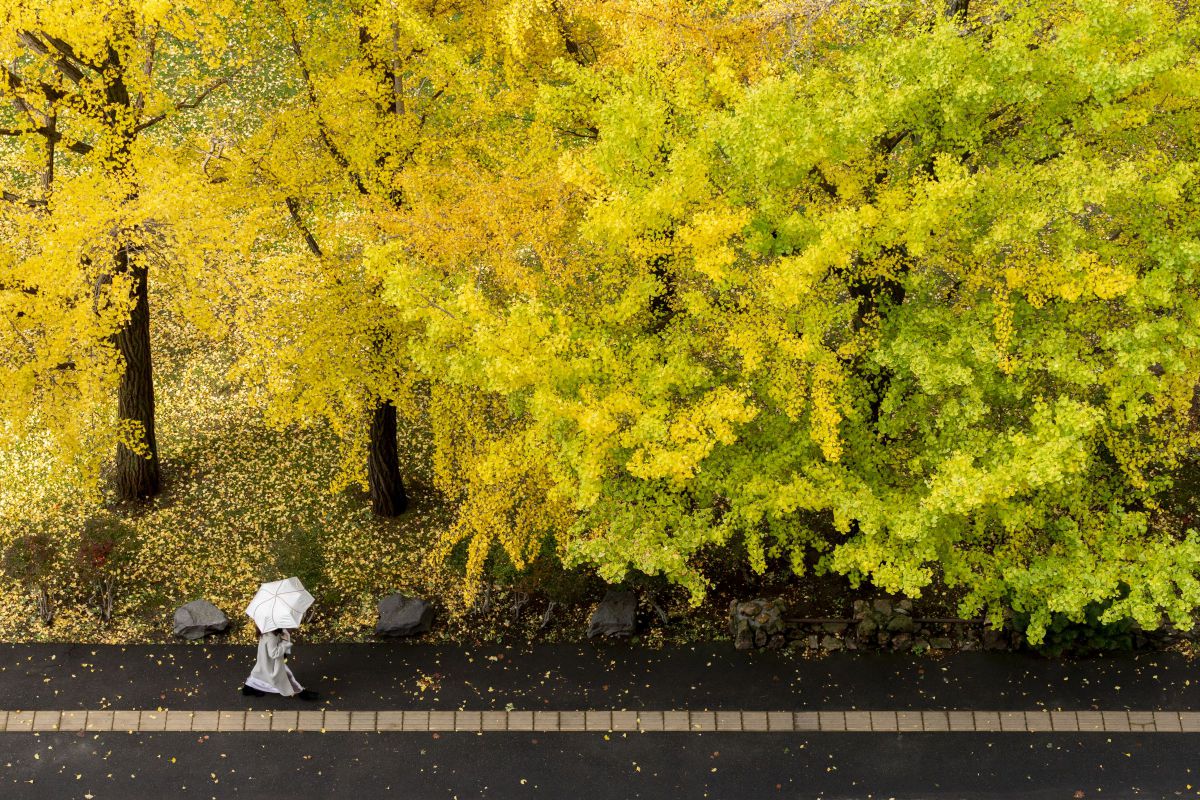 Project [52 Weeks] : Week Thirty Eight | GANREF