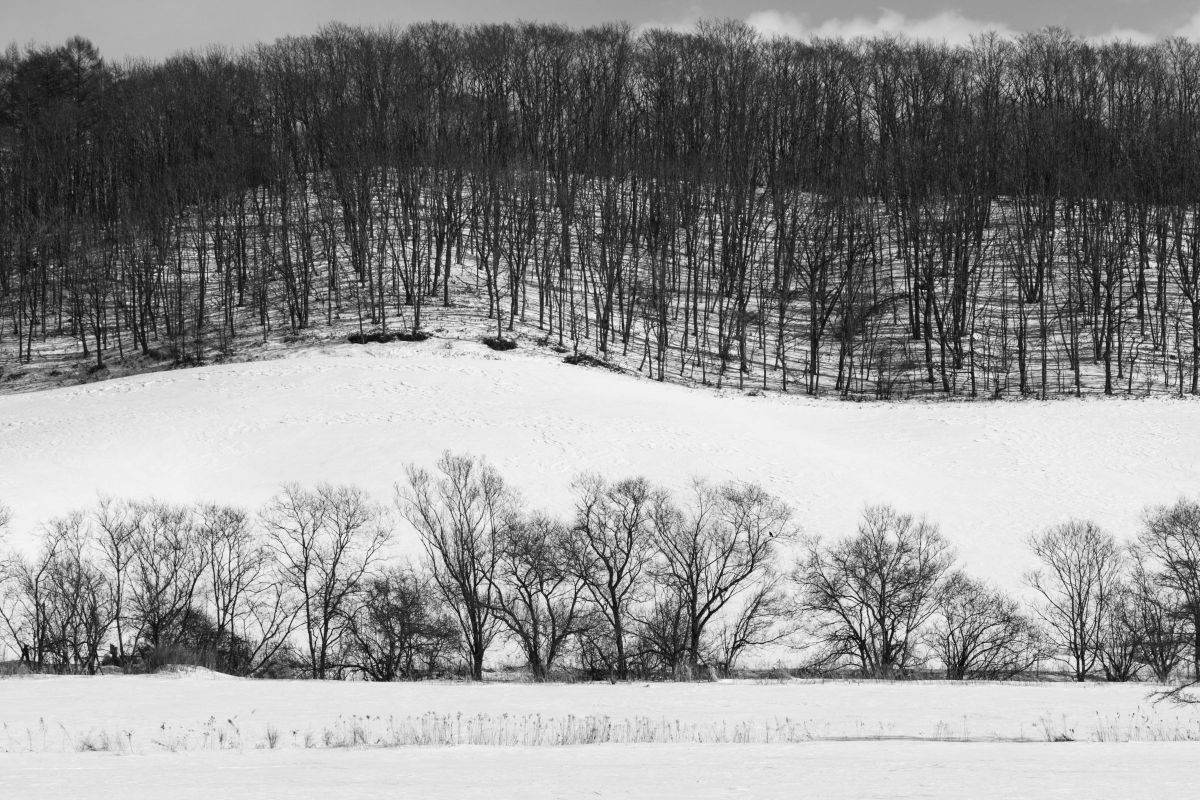 Hokkaido, Winter 2024 | GANREF