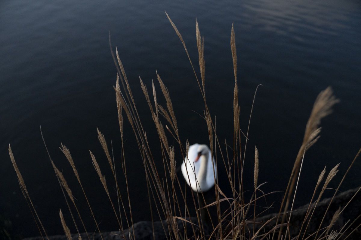 Project [52 Weeks] : Week Forty | GANREF