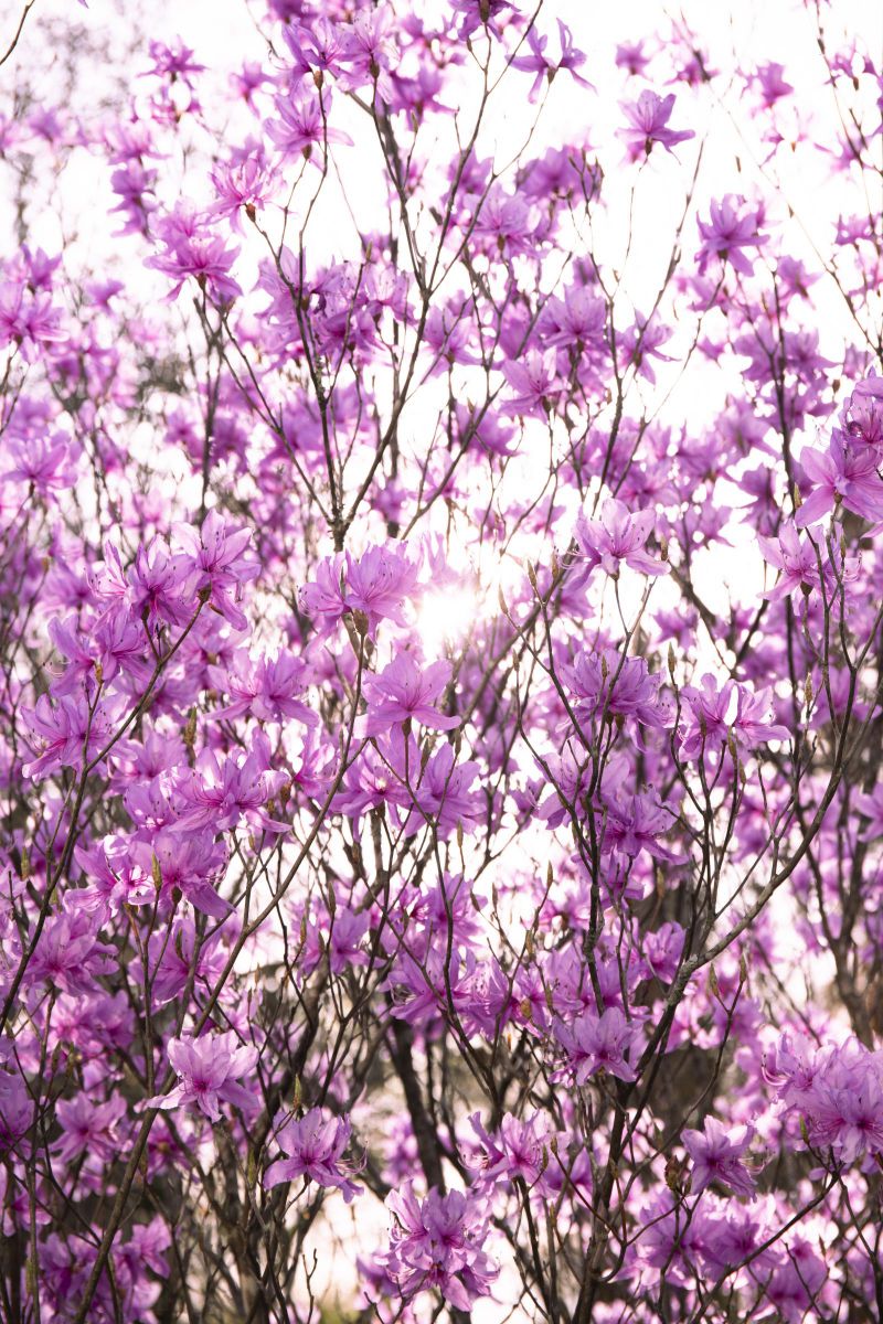 Spring Season #3 | GANREF