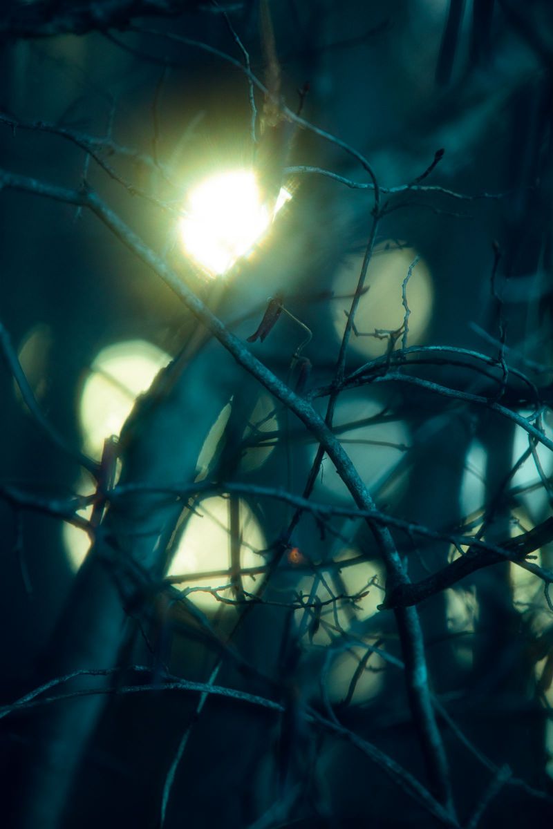 Singin' Trees #1 | GANREF