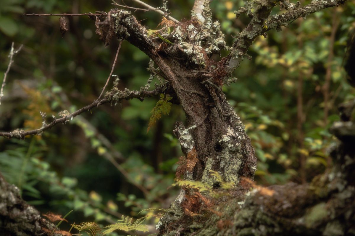 Talking Trees #2 | GANREF