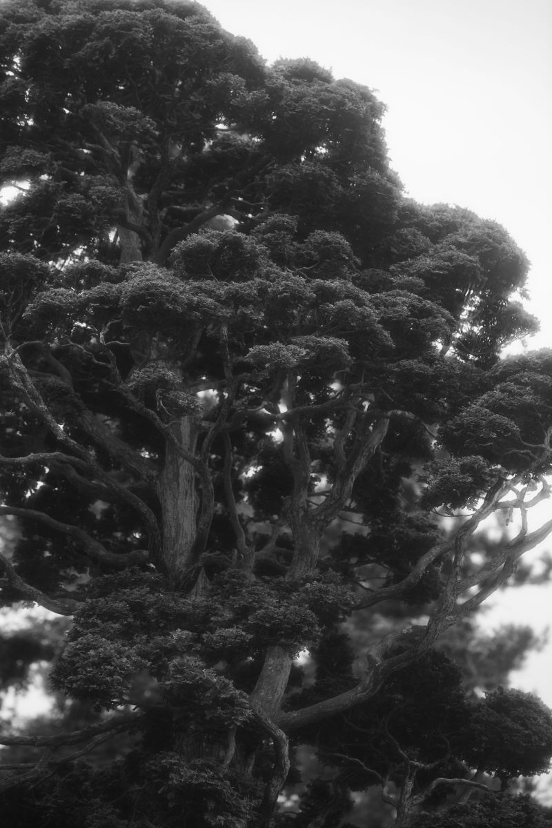 Talking Trees #1 | GANREF