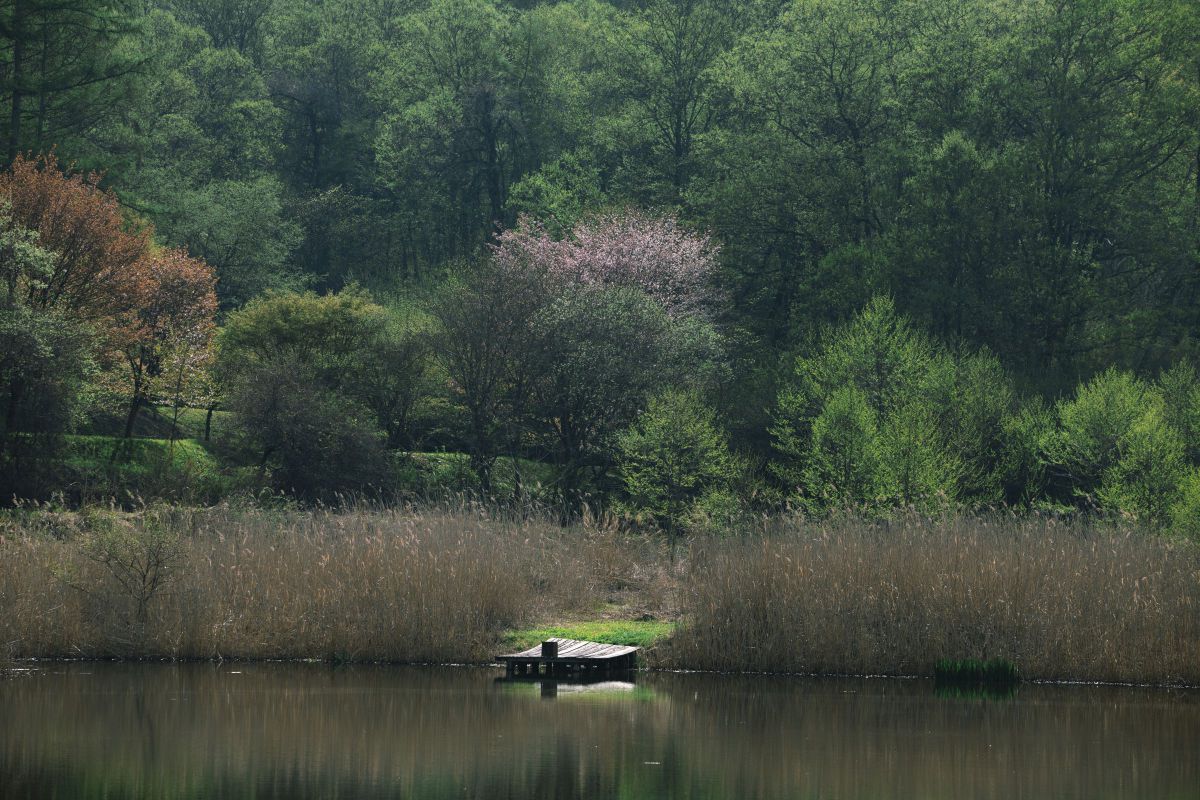 Spring Season #1 | GANREF