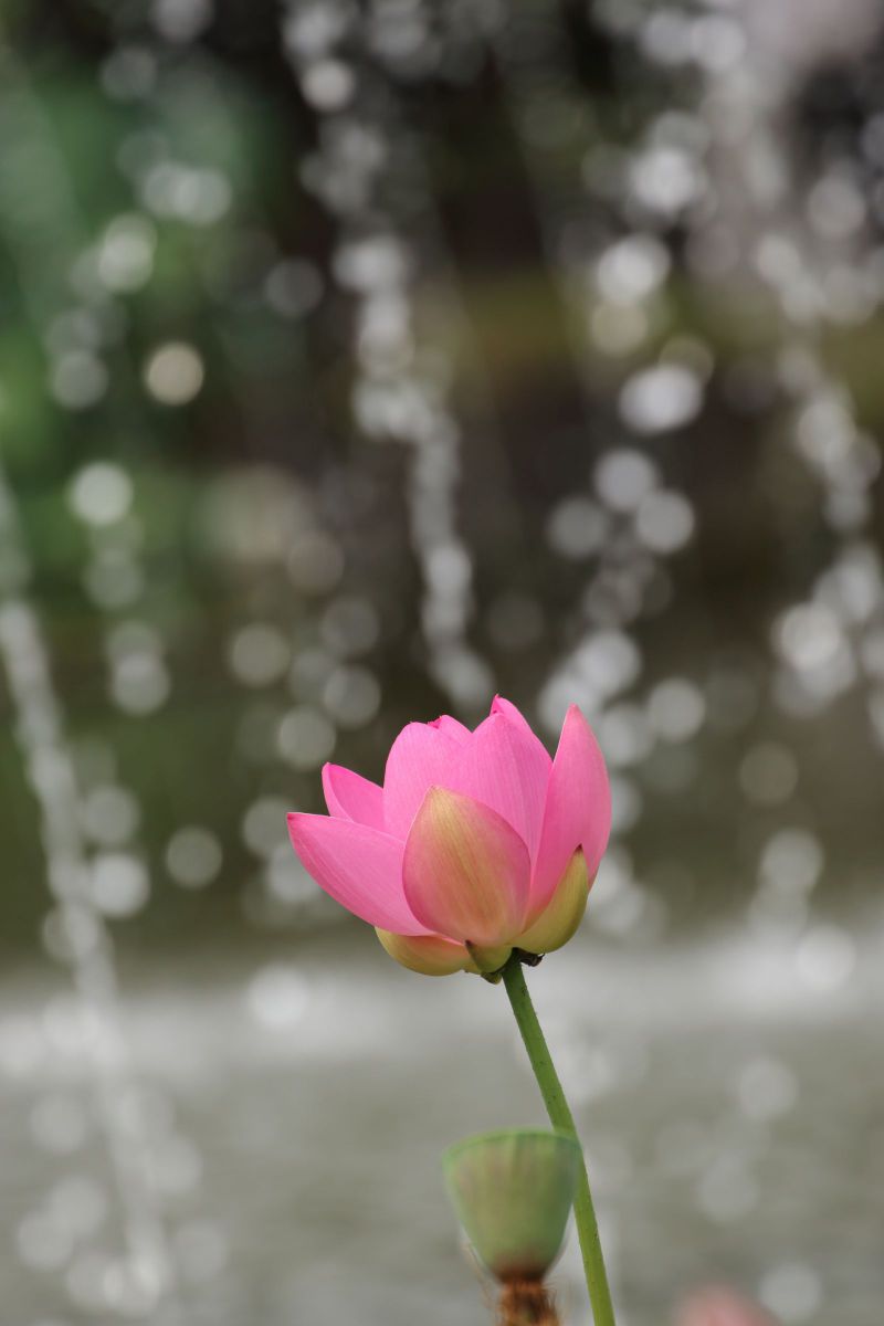 聖なる花に降る雪は (2023) | GANREF