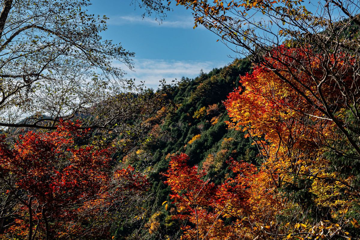 2022 紅葉 | GANREF