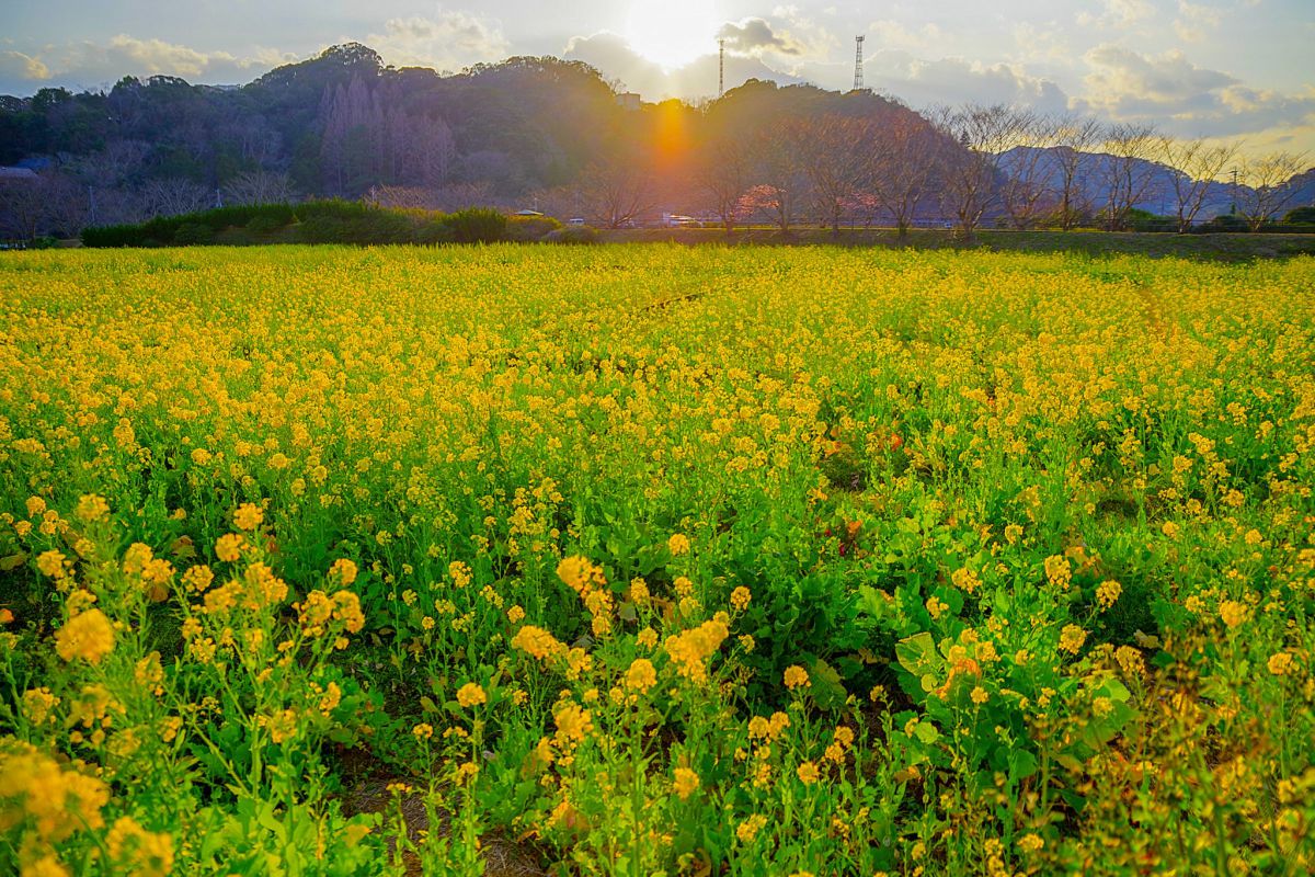 yellow field | GANREF