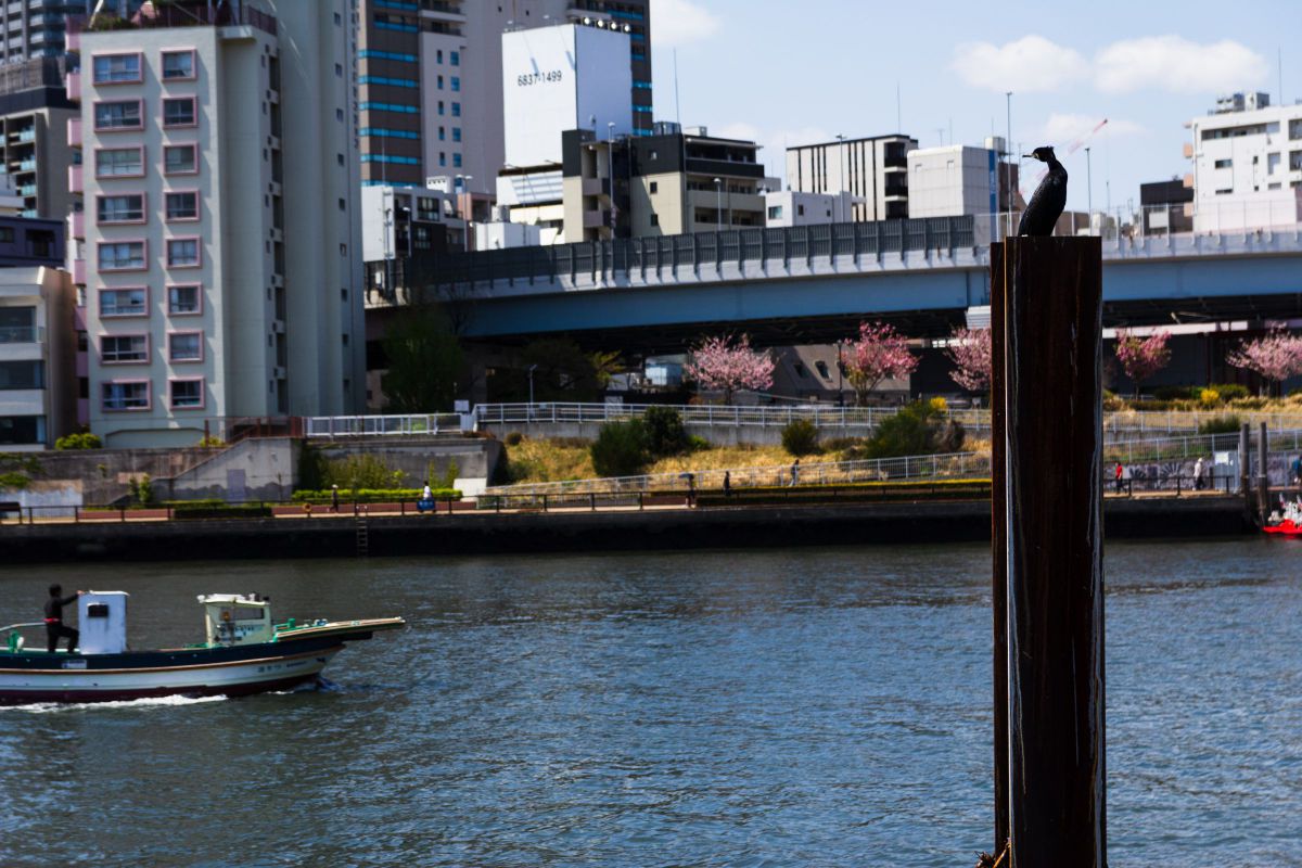 Sumida River | GANREF