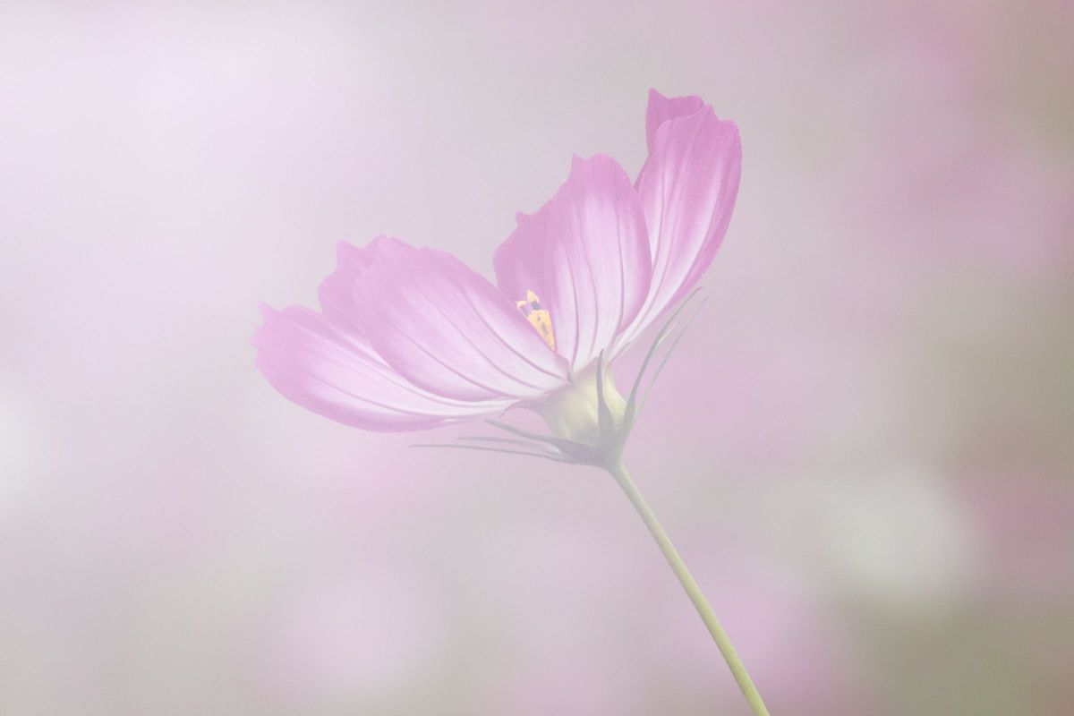 Pretty flower | GANREF