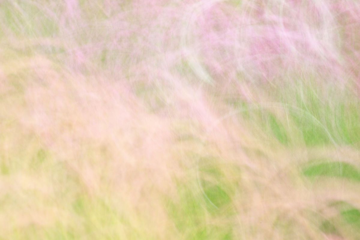 color storm | GANREF