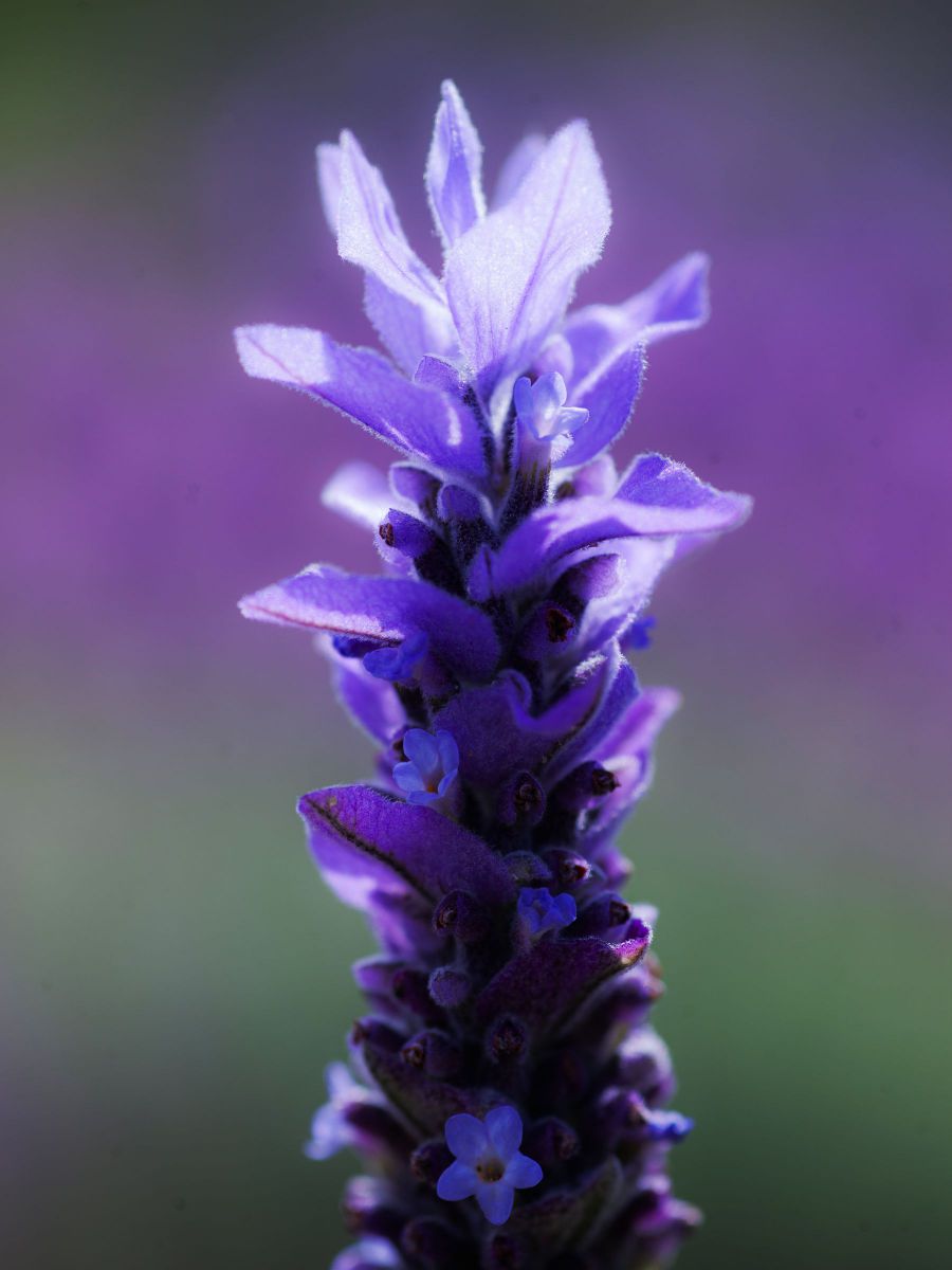 Purple Tower | GANREF