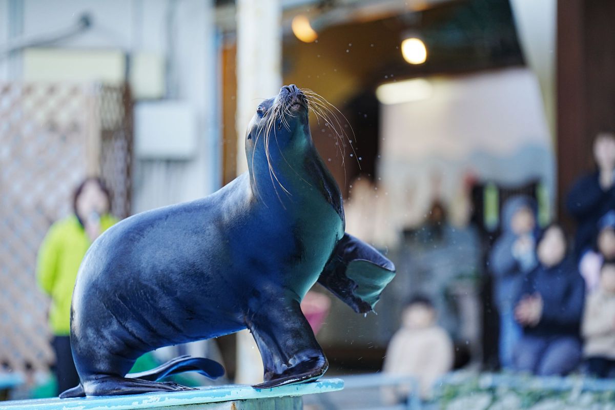Dancing in the marine park ! | GANREF