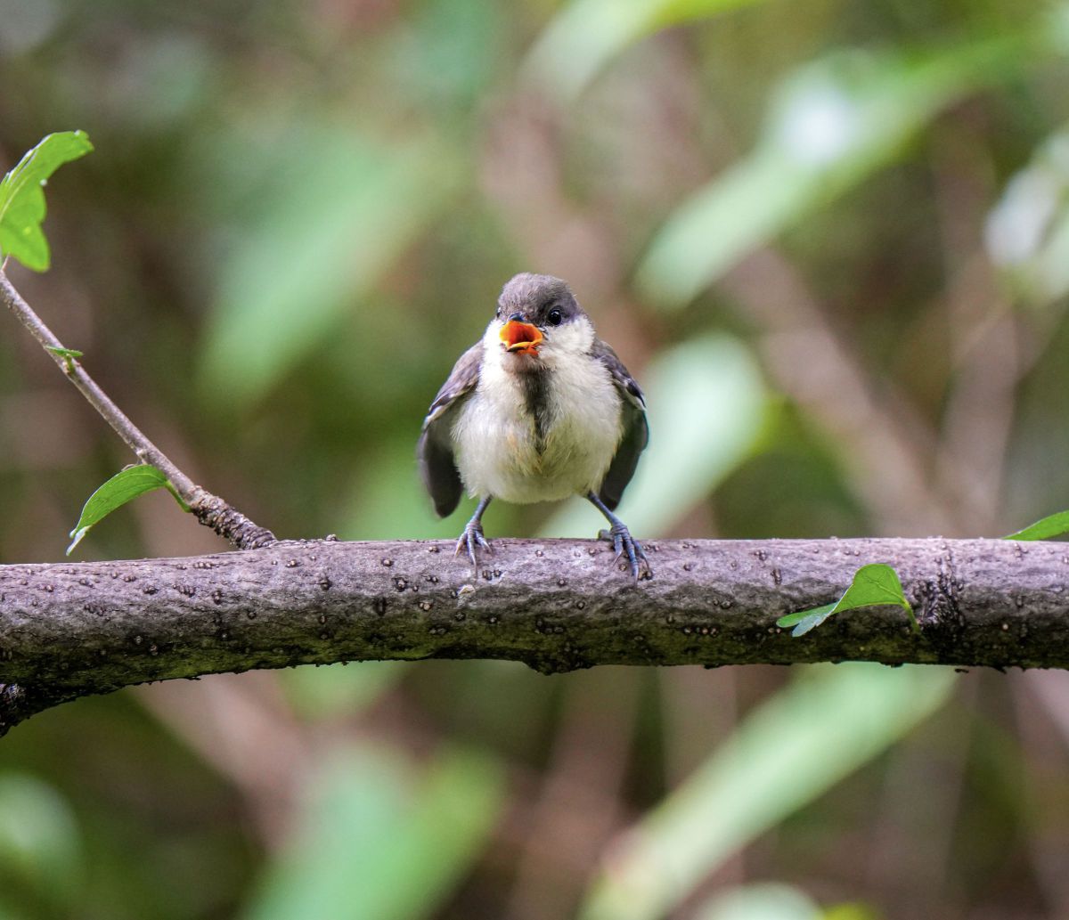 威風堂々！幼きシジュウカラ | GANREF