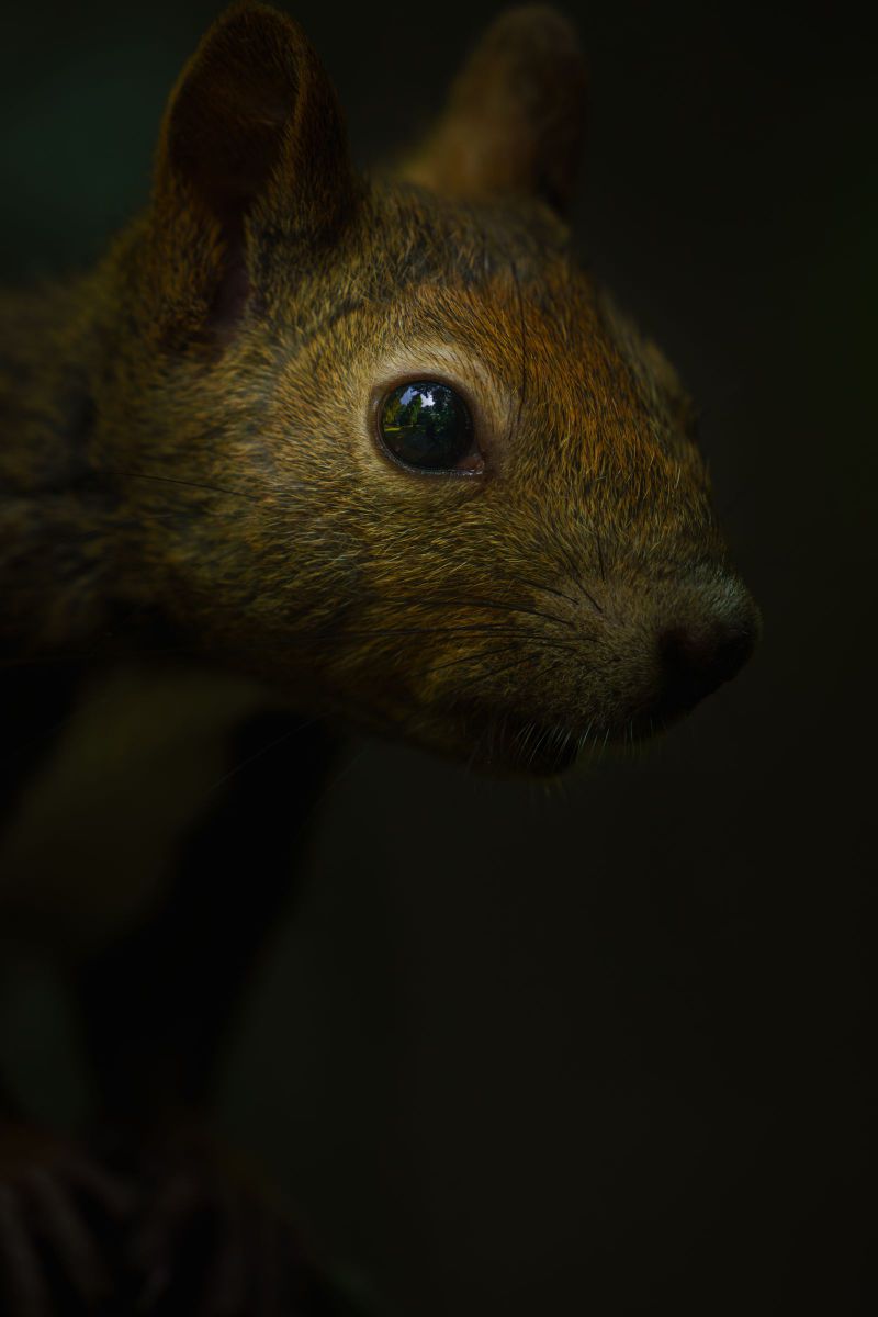 森の番人 | GANREF