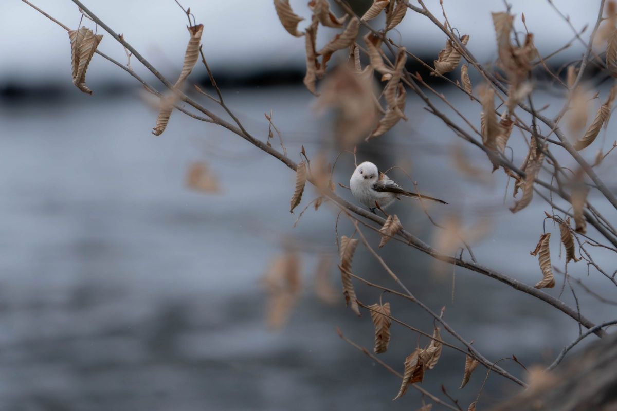 ひとり、たたずむ | GANREF