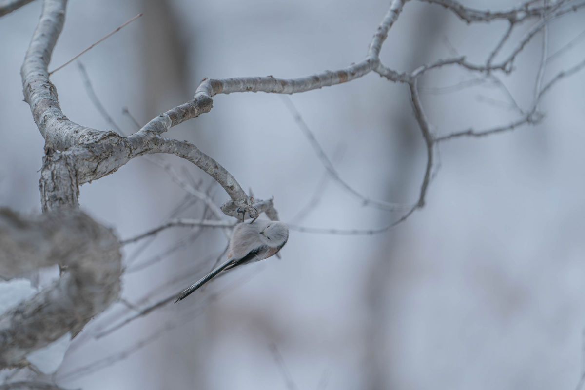 極寒の森にて・・・ | GANREF