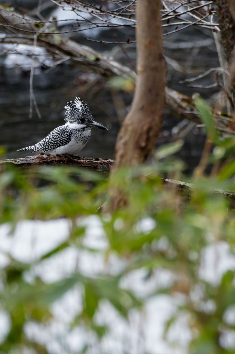 静かな森にて・・・ | GANREF