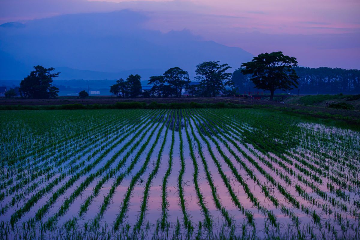 田んぼが赤く染まるとき | GANREF