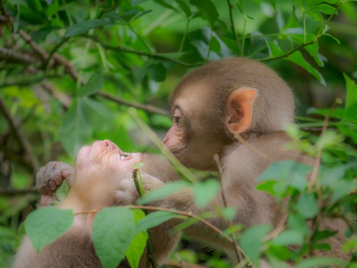 Melody Fair | GANREF