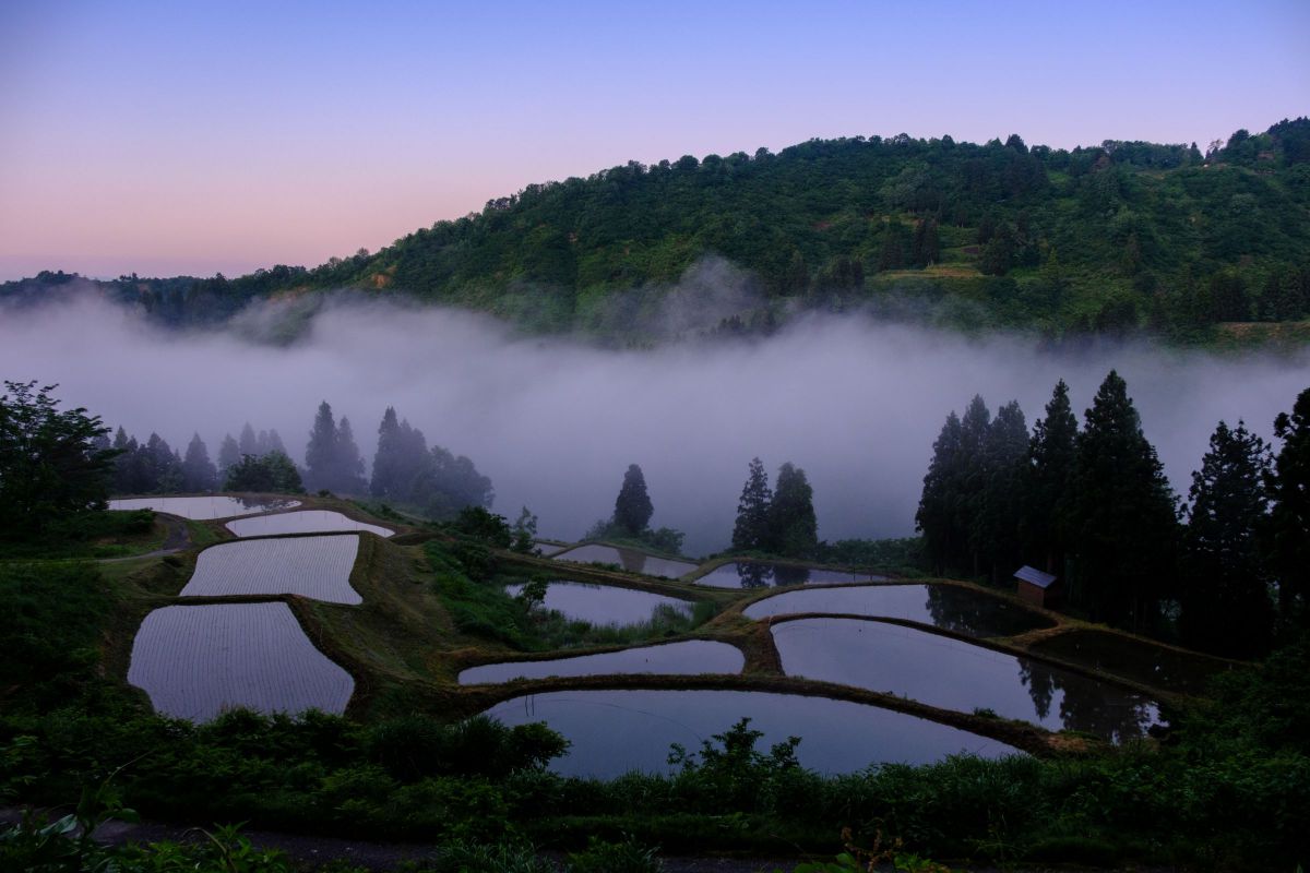 INTO THE PURPLE VALLEY | GANREF