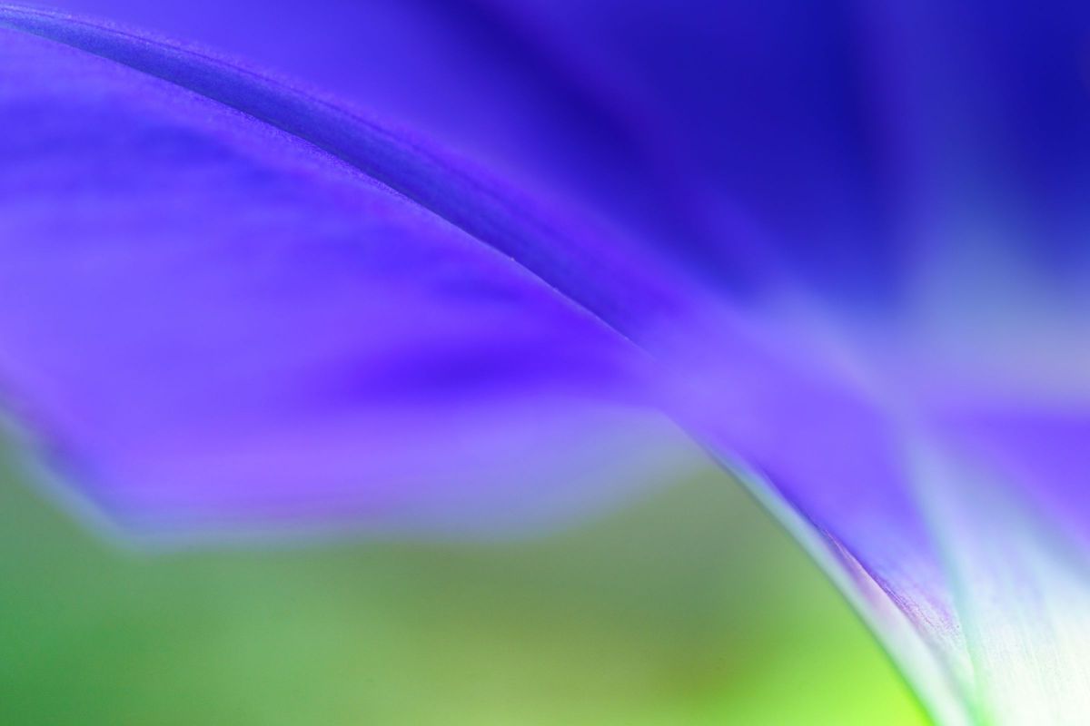 morning dew | GANREF