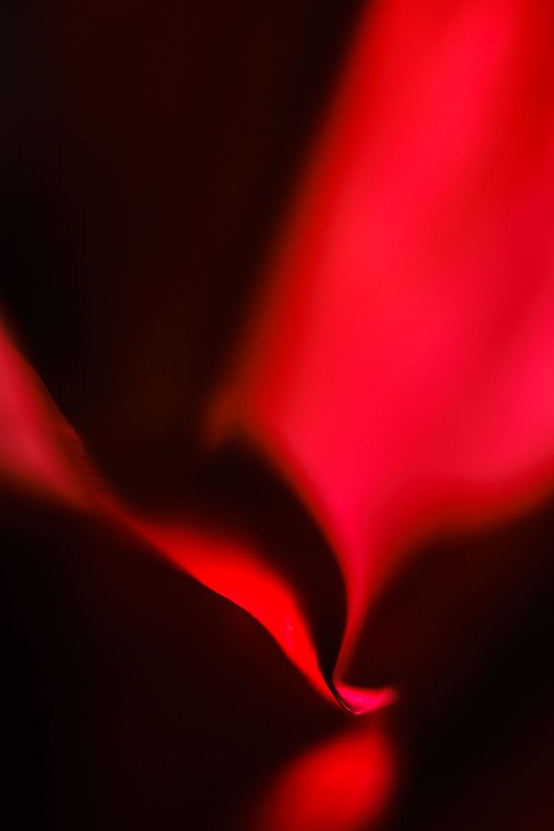 Red & Black | GANREF