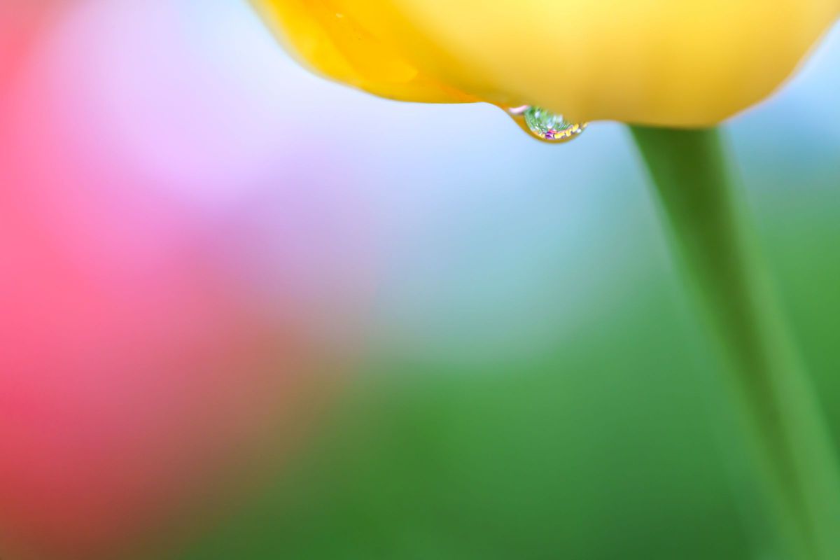 Spring Rain | GANREF