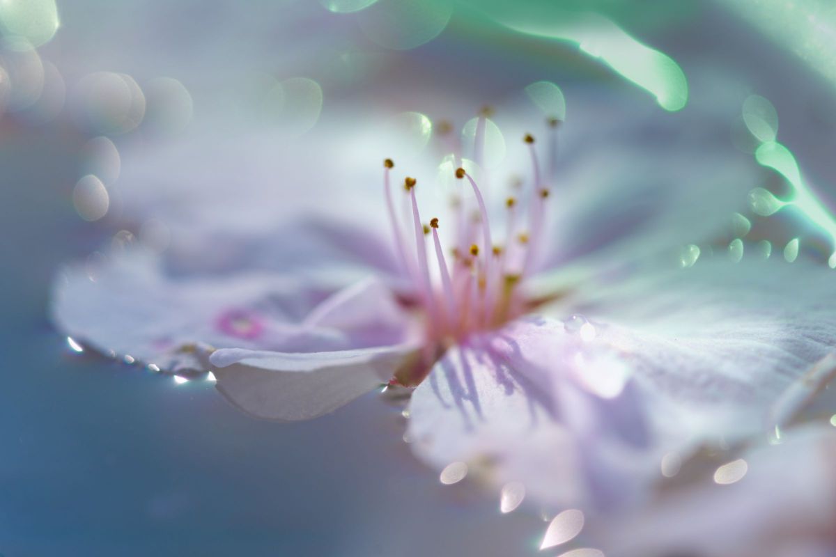 Spring Sunshine | GANREF