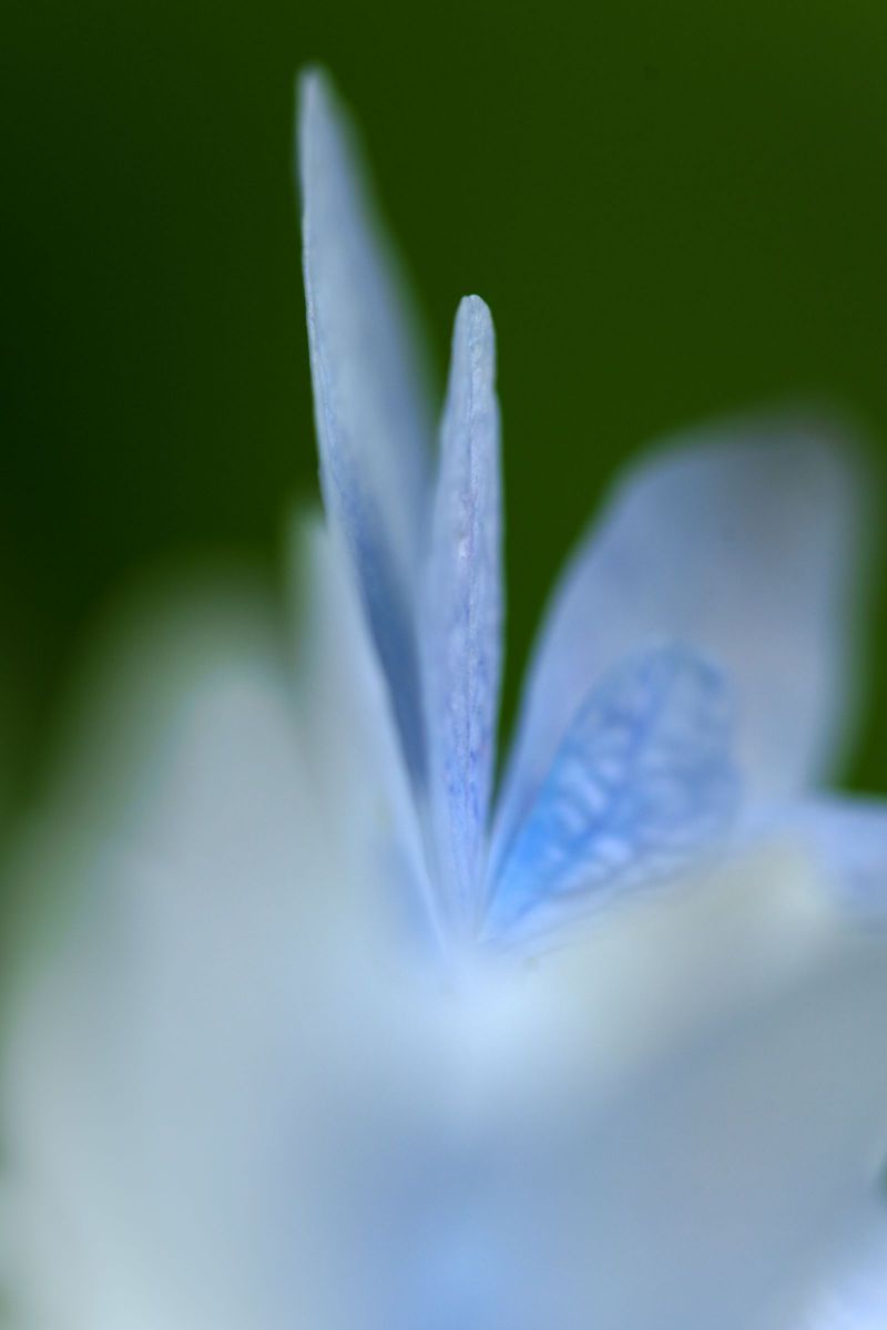 Toward the sky | GANREF