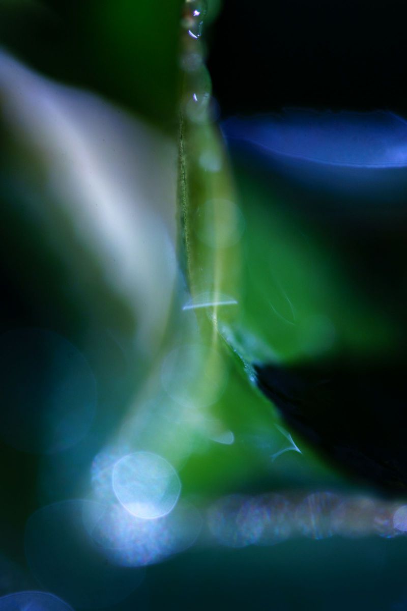 Silent night | GANREF