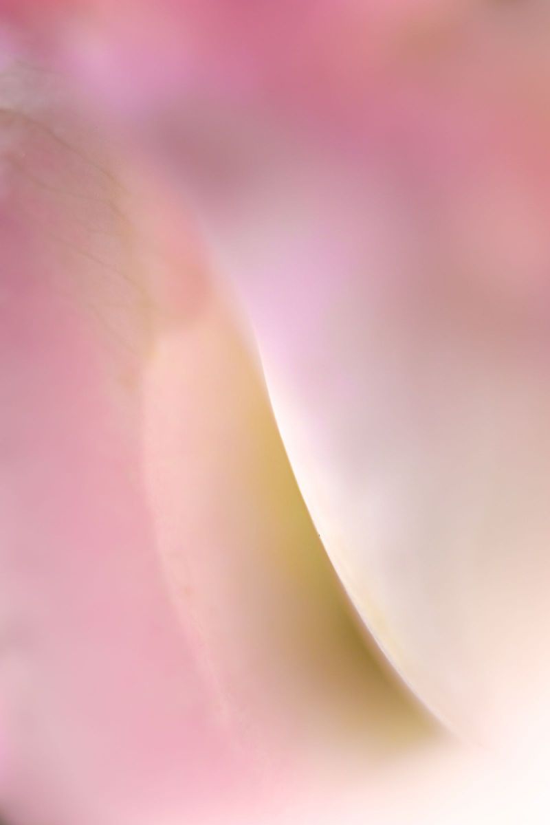 Pretty fragrant part | GANREF